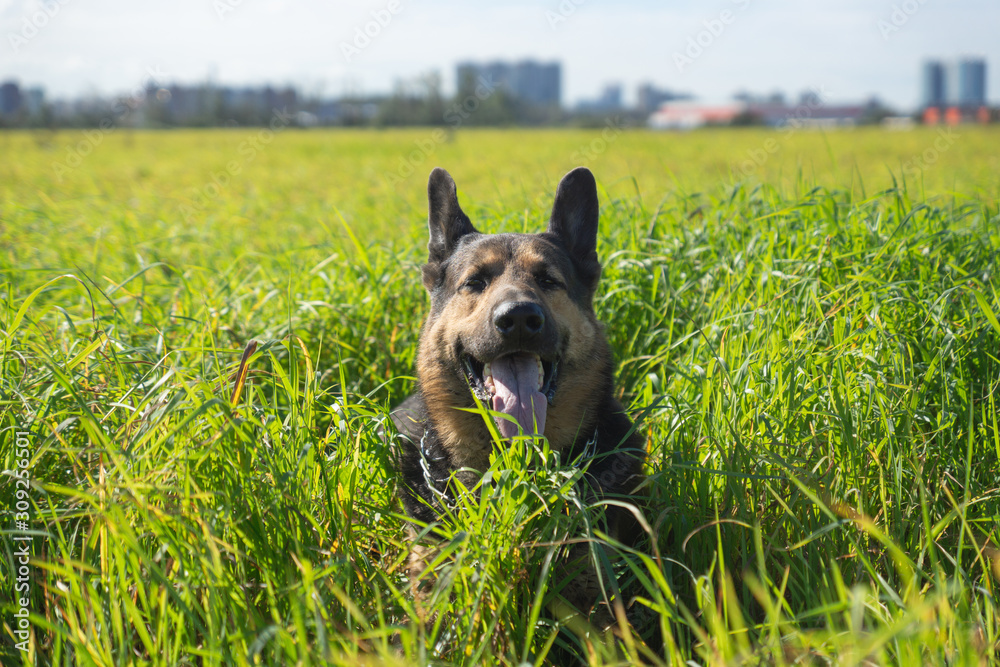 German shepherd of different colors on the green grass are sitting. A ...