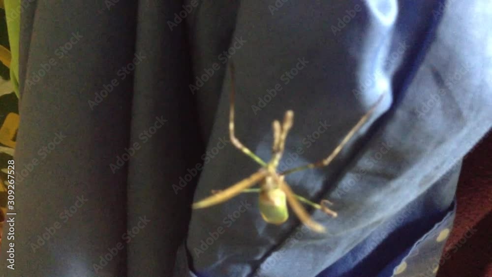 Green Queen Of Mantis Mantodea with Two crests Dance on Blue Fond Stock ...