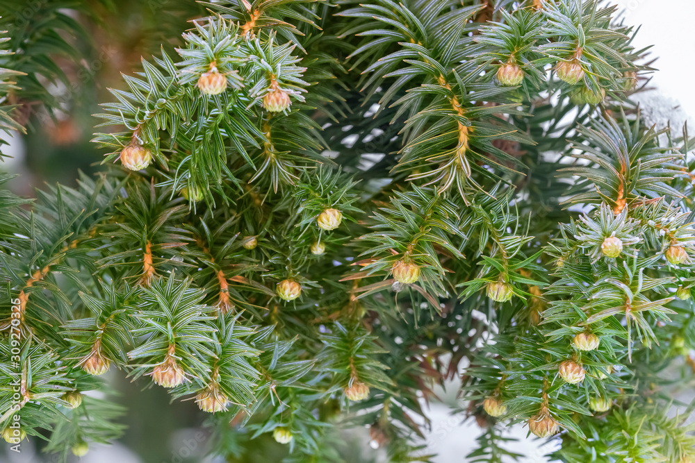China Fir Cones