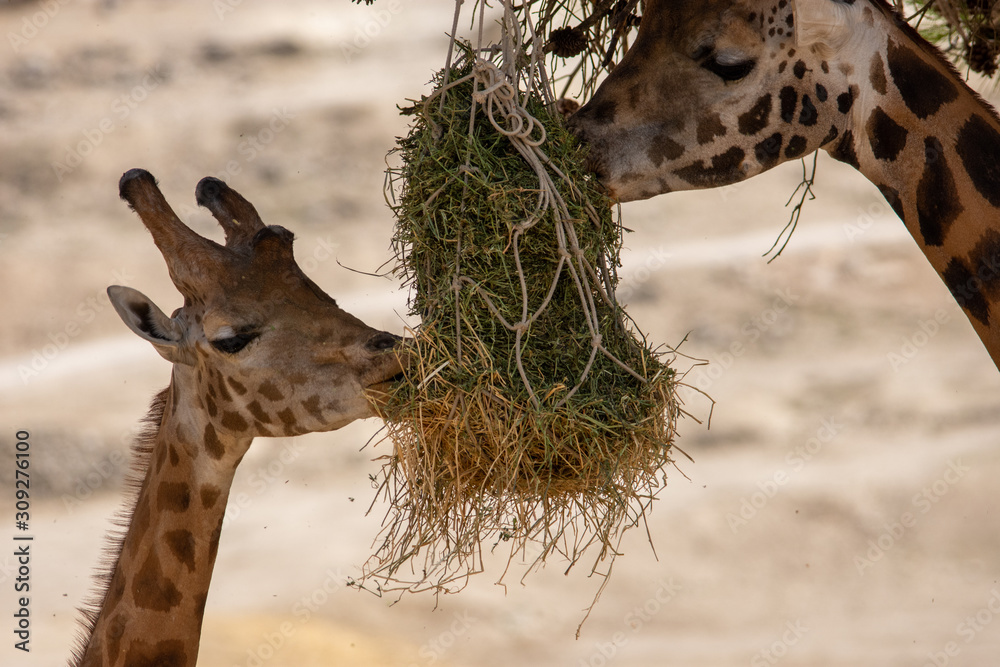 Animals in Aitana Safari park in Alicante, Comunidad Valenciana, Spain ...