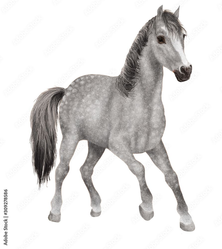 cheval, de face, animal, isolé, gris, étalon, blanc, trois quart ...