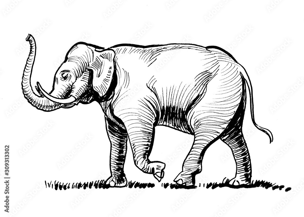 Black And White Elephant Drawing