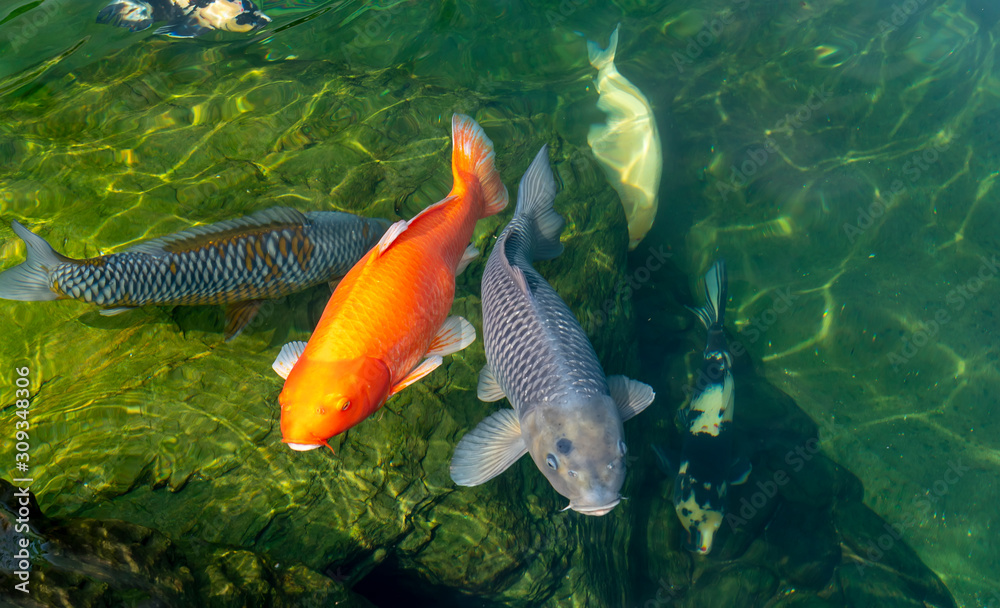 Movement group of colorful koi fish in clear water. This is a species ...