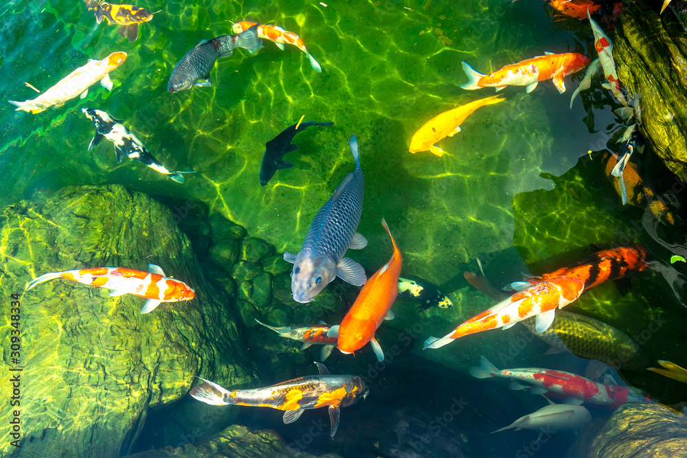 Movement group of colorful koi fish in clear water. This is a species ...