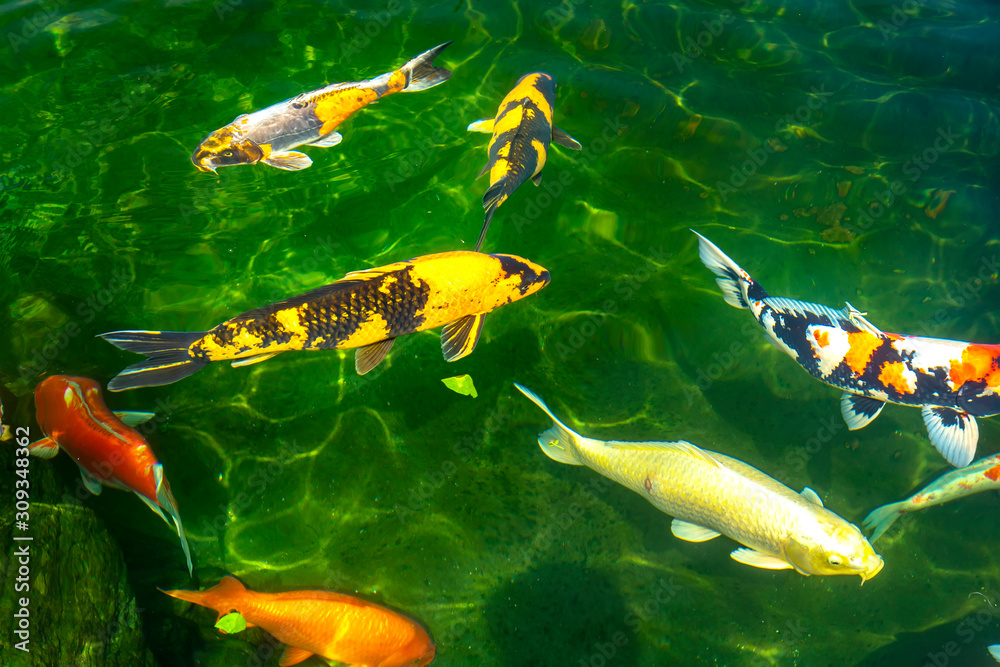 Movement group of colorful koi fish in clear water. This is a species ...