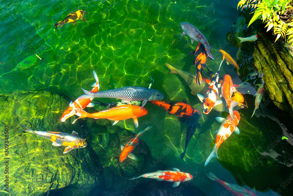 Movement group of colorful koi fish in clear water. This is a species ...