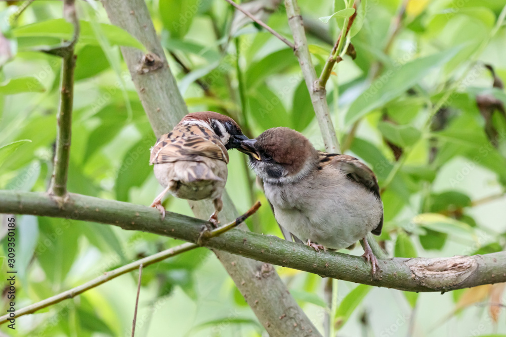Eurasian tree sparrow passer montanus parent feeding juvenile on branch ...