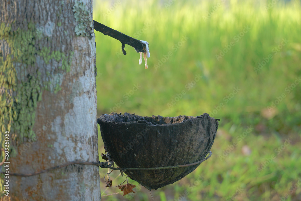Rubber tree and latex bowl, latex tree, rubber latex is dropping to ...
