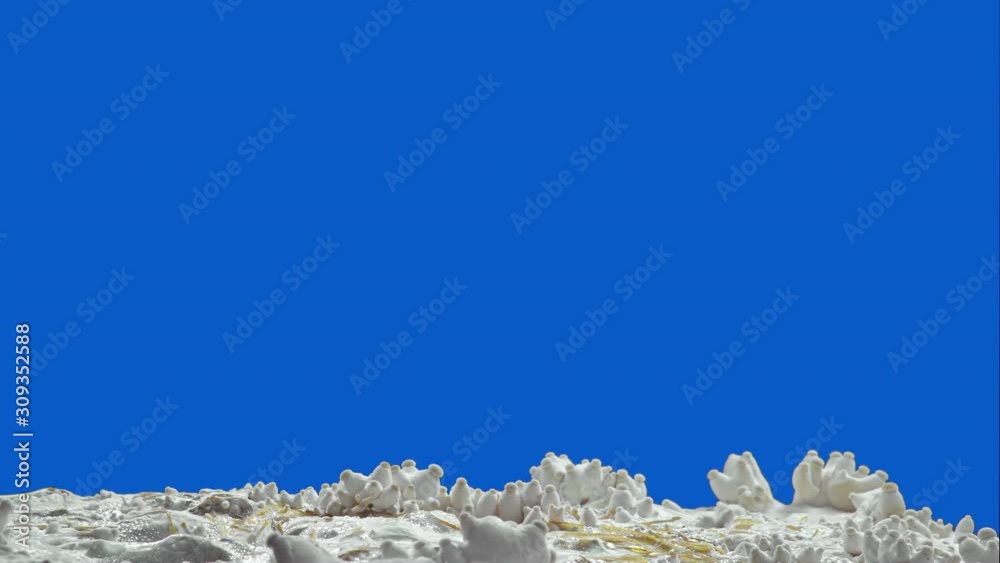 king trumpet mushroom, French horn mushroom, king oyster mushroom, king ...