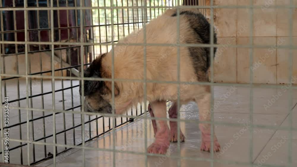 Poor dog with tetter in the kennel pen. Dog in a shelter or an animal ...