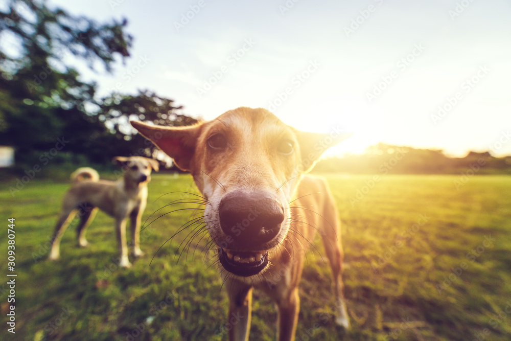 Why Do Dogs Flare Their Nostrils