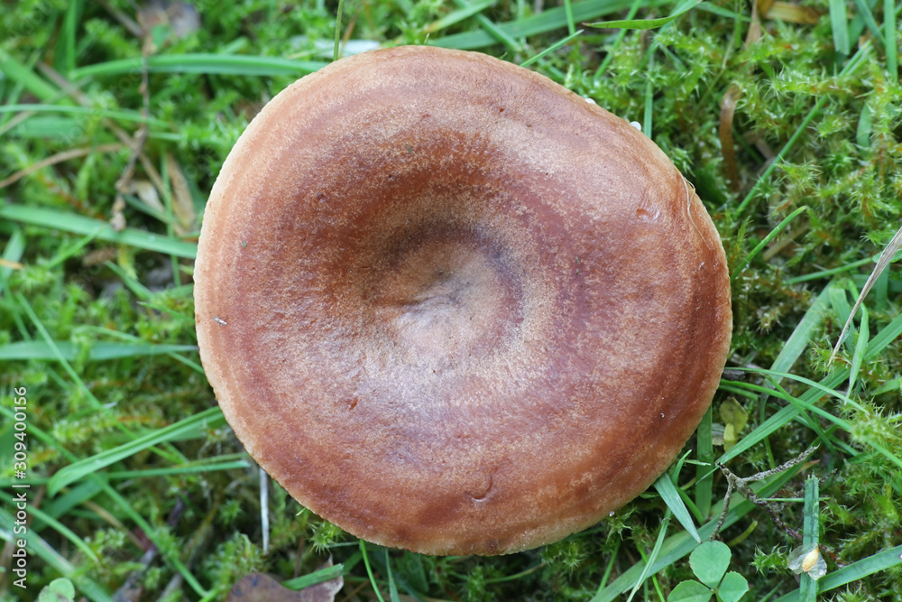 Lactarius quietus, known as the oak milkcap, oakbug milkcap or southern ... Lactarius quietus, known as the oak milkcap, oakbug milkcap or southern ...