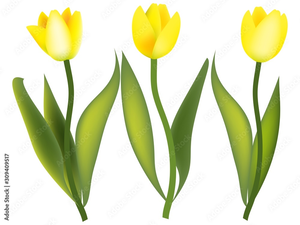 yellow Tulip. the design of the cards. poster, sticker. Stock ...