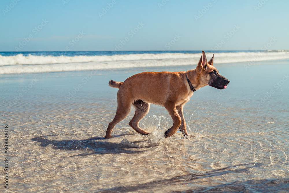 belgium malinois dog puppy at the beach playing in the ocean liking ...