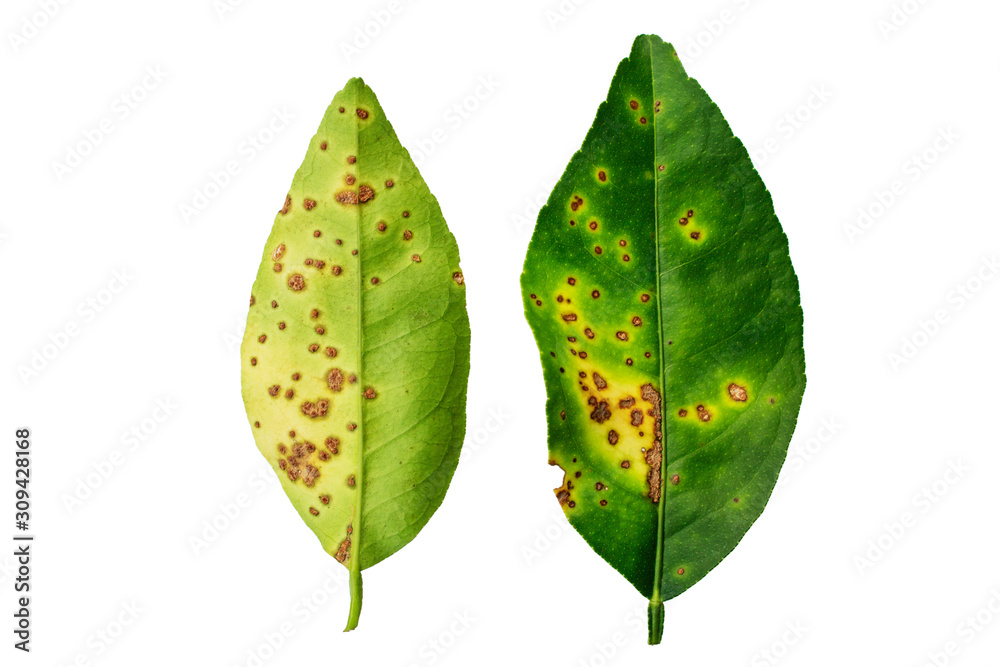 Lime, lemon canker disease causes by bacteria fruit canker on a white ...