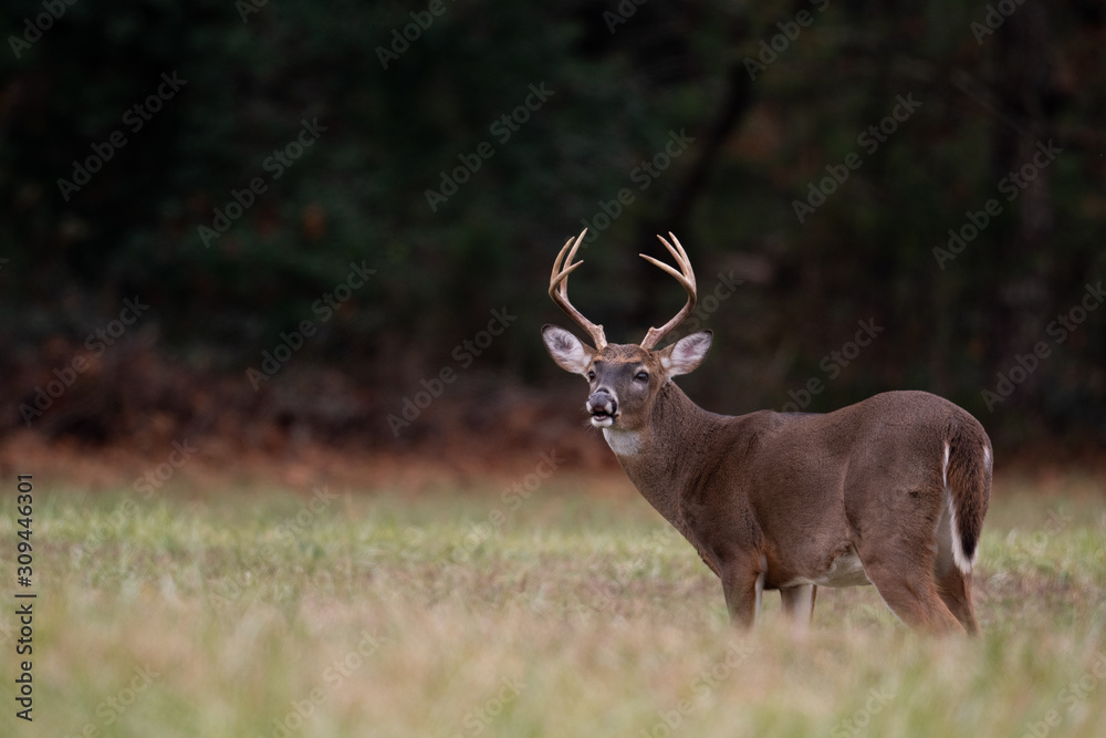 Large whitetailed deer buck Stock Photo | Adobe Stock