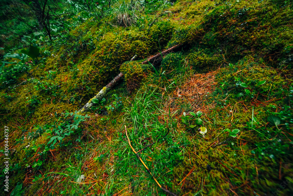 Beautiful taiga background with rich flora on mossy streep slope. Fresh greenery among thick ...