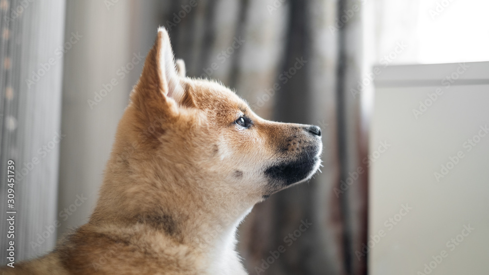 Shiba face Stock Photo | Adobe Stock