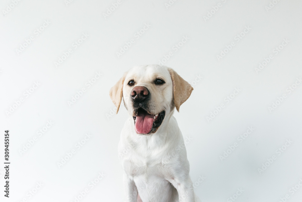 Cute headshot of male labrador against white background Stock Photo ...