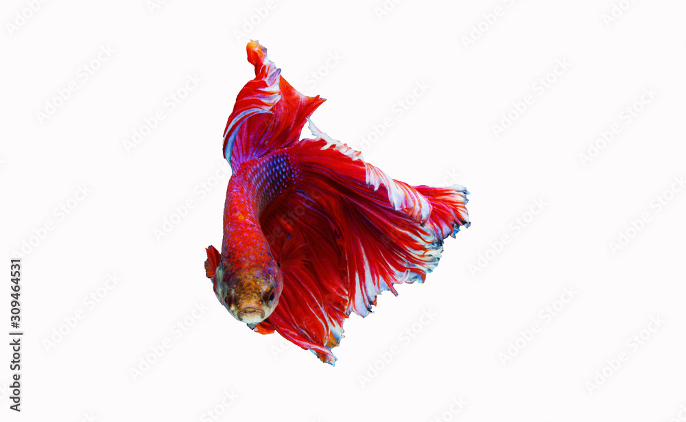 siamese fighting fish isolated white background. colorful freshwater ...