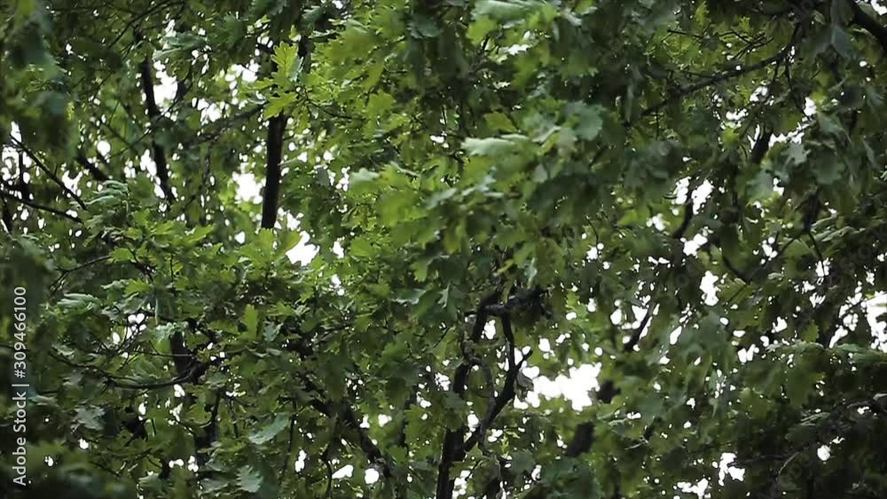 Oak tree develops in strong gale-force winds in cloudy weather. Stock ...