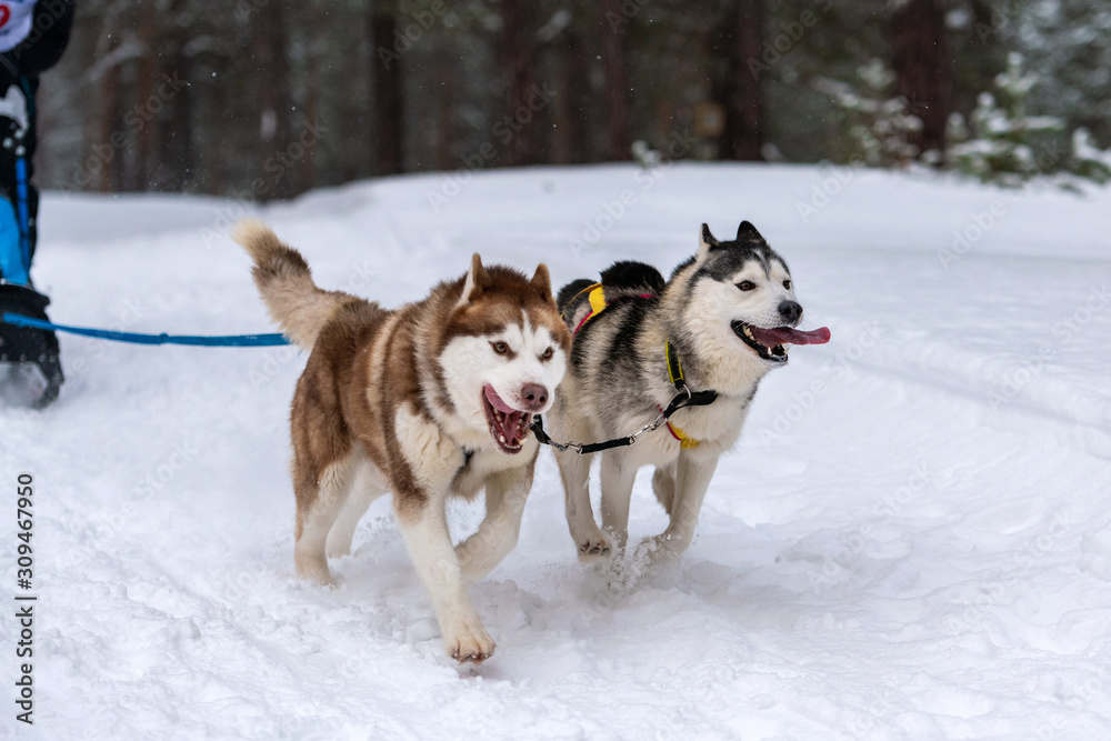 Sled Dogs Running