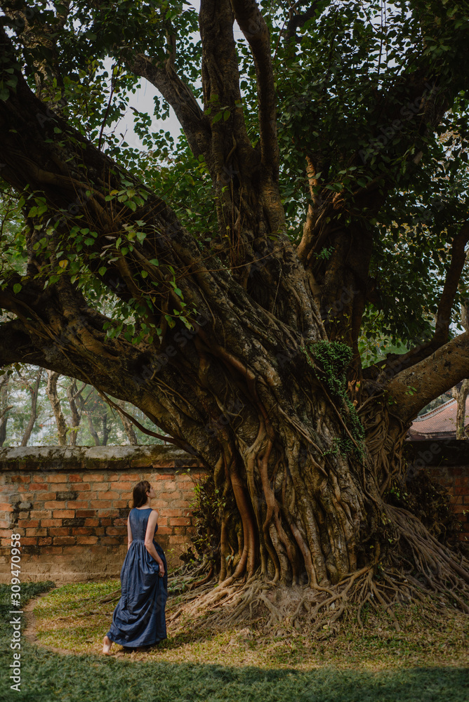 Bodhi Tree Stock Photo | Adobe Stock