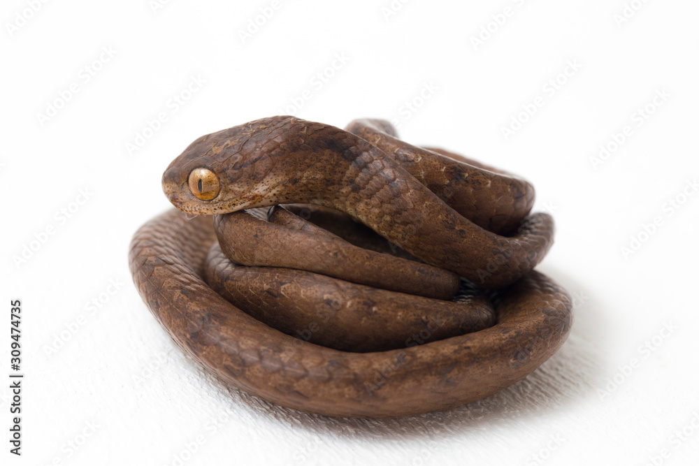 The keeled slug-eating snake, Pareas carinatus, is a species of snake ...