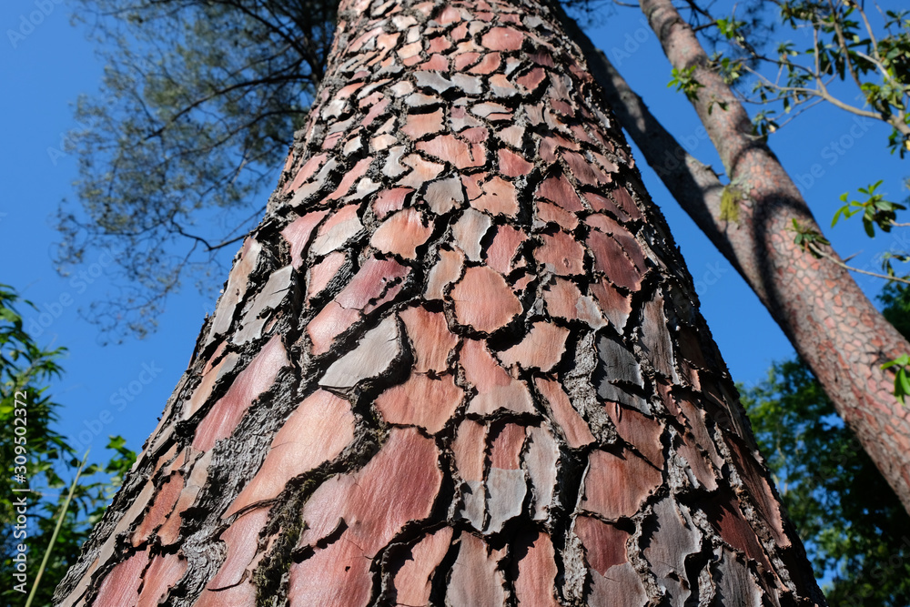 Maritime Pinetrunk view from below. Big Pinus pinaster tree in the ...