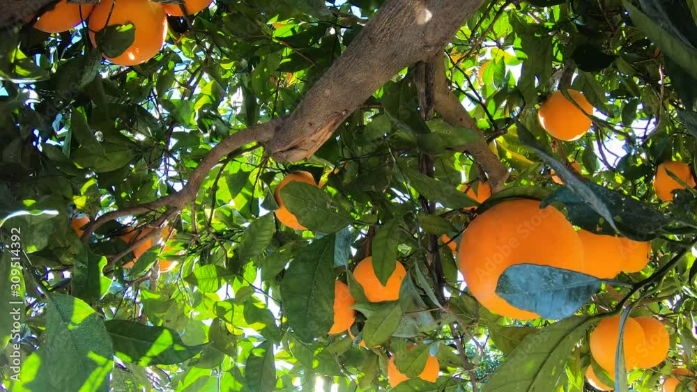 Video Stock Oranges hanging on branches fruit orchard. Close up of ripe ...