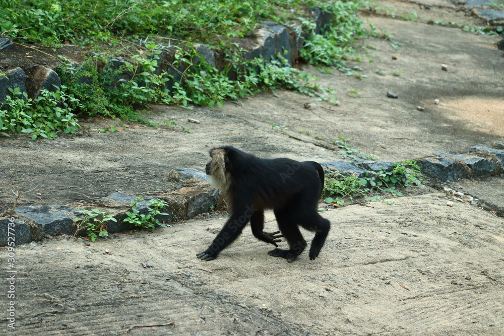 lion-tailed macaque walking.Portrait of lion tailed macaque, full body ...