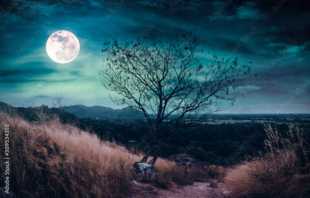 Beautiful bright full moon above wilderness area in forest. Serenity ...
