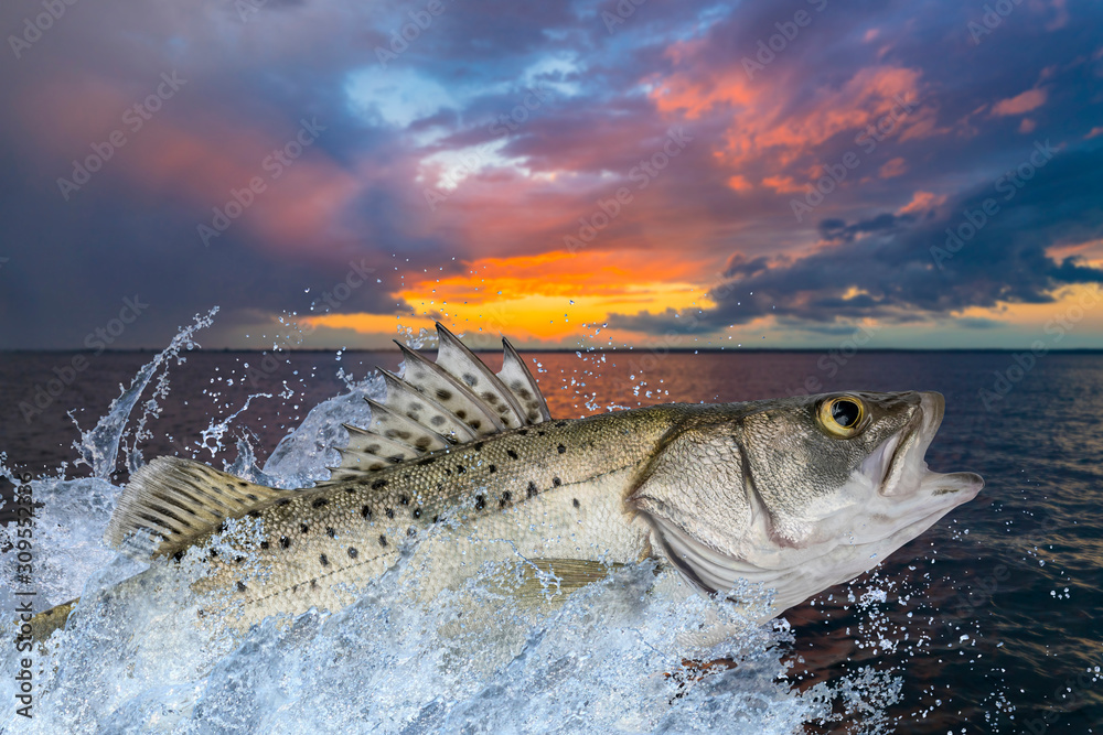 Bass Fishing Backgrounds