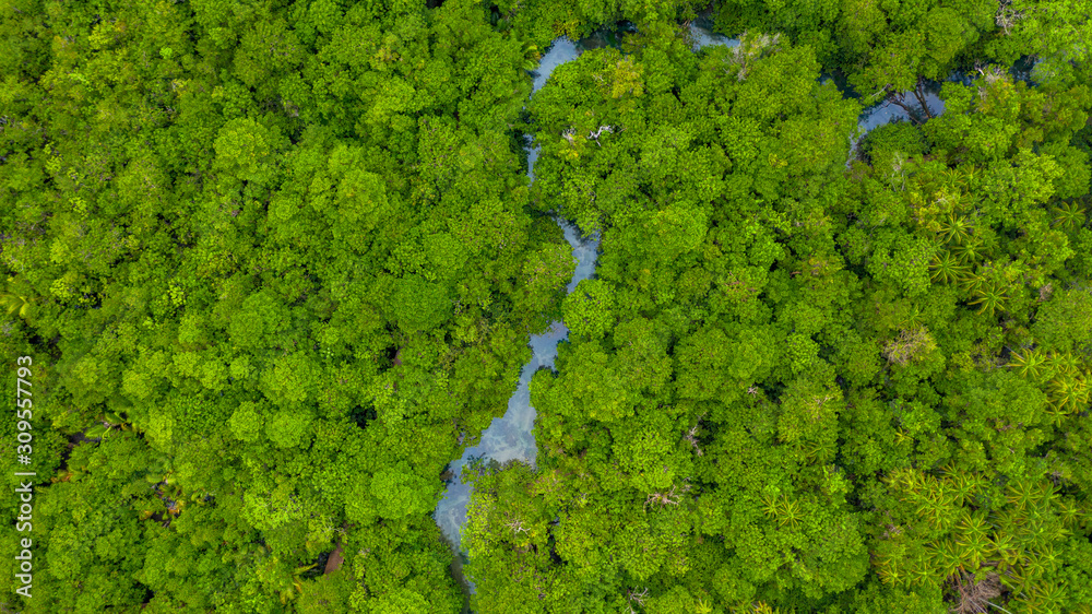 Aerial top view background forest, Texture of mangrove forest. Stock ...