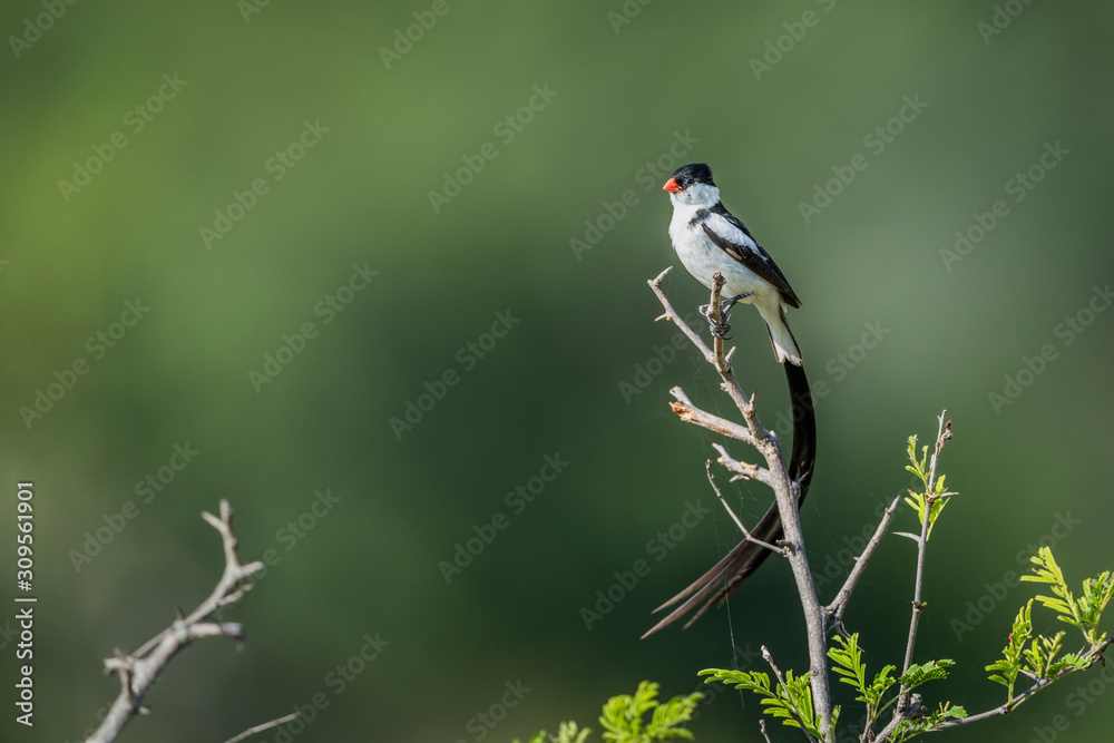 Pin-tailed Whydah isolated in natural background in Kruger National ...