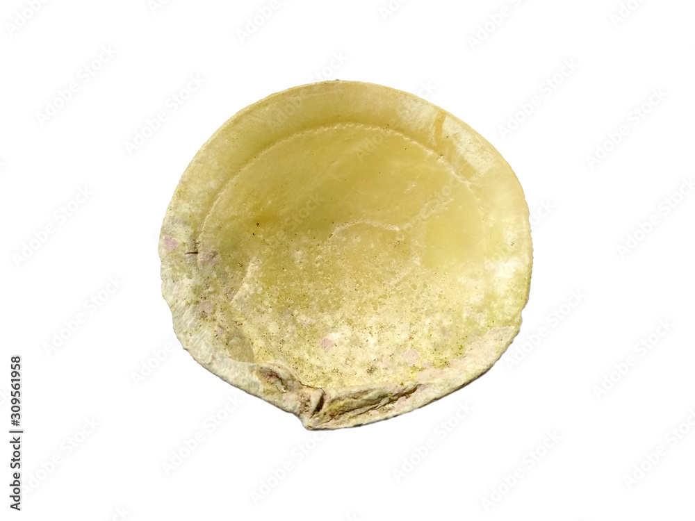 Composition of exotic sea shells on a white background. set of various ...