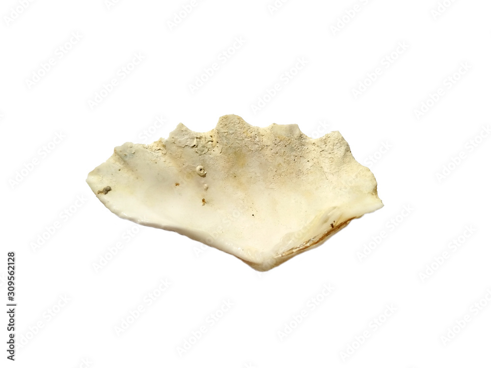 Composition of exotic sea shells on a white background. set of various ...