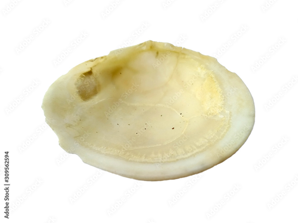 Composition of exotic sea shells on a white background. set of various ...