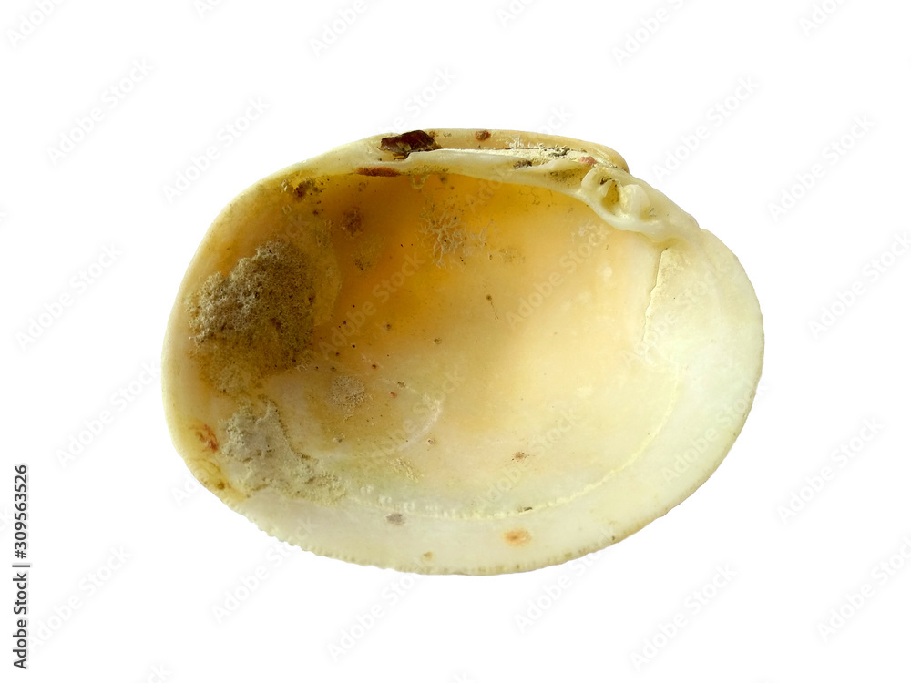 Composition of exotic sea shells on a white background. set of various ...