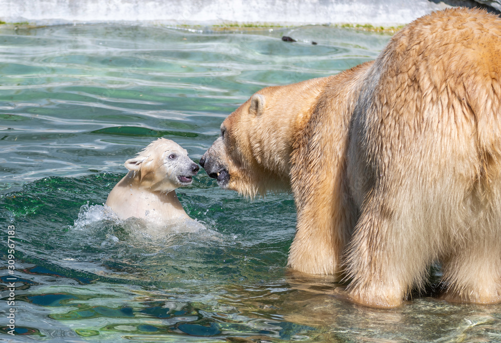 Polar Bear with Cub Stock Photo | Adobe Stock