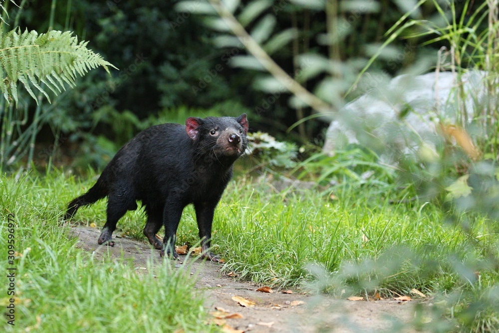 Tasmanian devil. Amazing creature pose in beautiful light. Fantastic ...