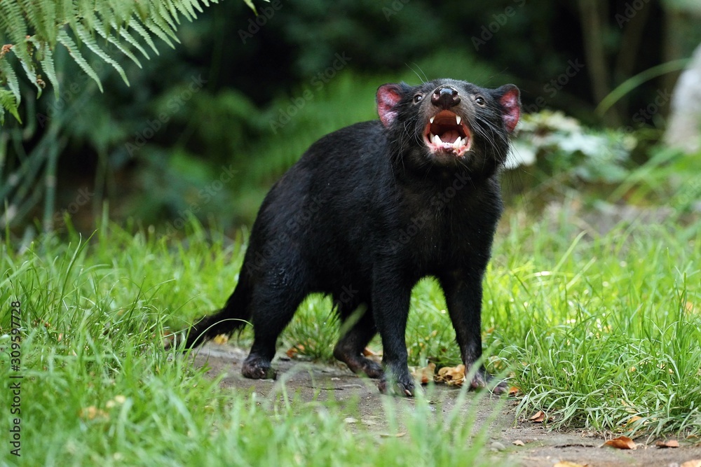 Tasmanian devil. Amazing creature pose in beautiful light. Fantastic ...