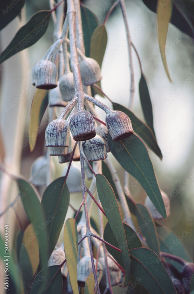 Large white and burgundy gumnuts and grey green leaves of the ...