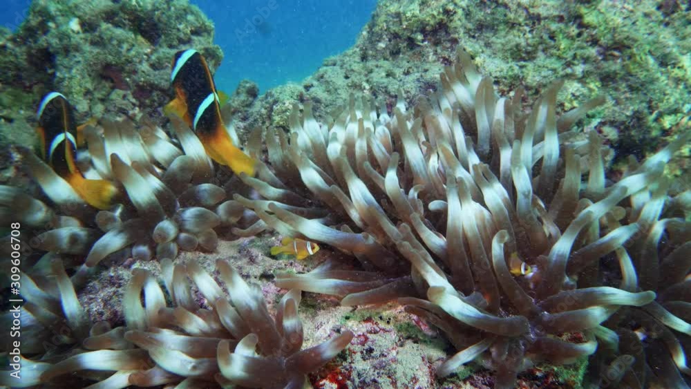 Nemo clown fish in the anemone on the colorful healthy coral reef ...