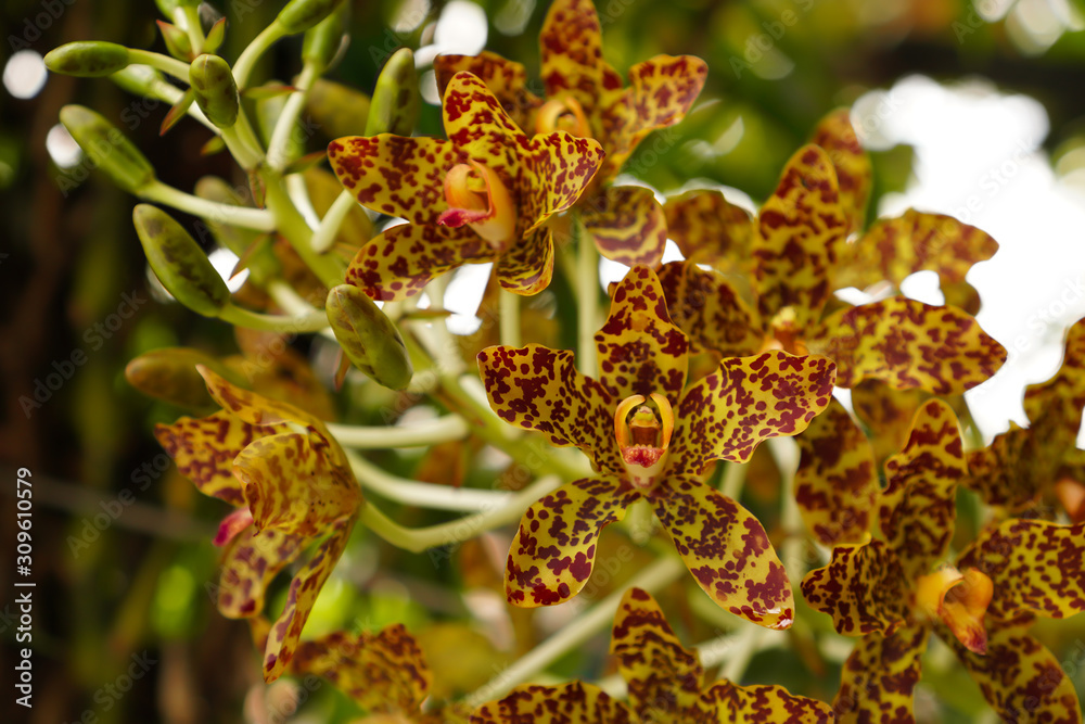 Tiger orchid flower or Leopard flower ,Grammatophyllum speciosum orchid ...
