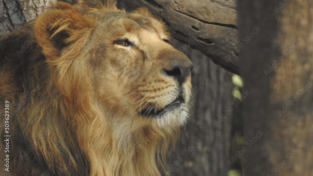 Lion is lying on the grass resting under a tree in forest. lion and ...