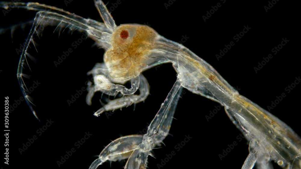 zooplankton of under a microscope. Skeleton shrimp or sea goats ...