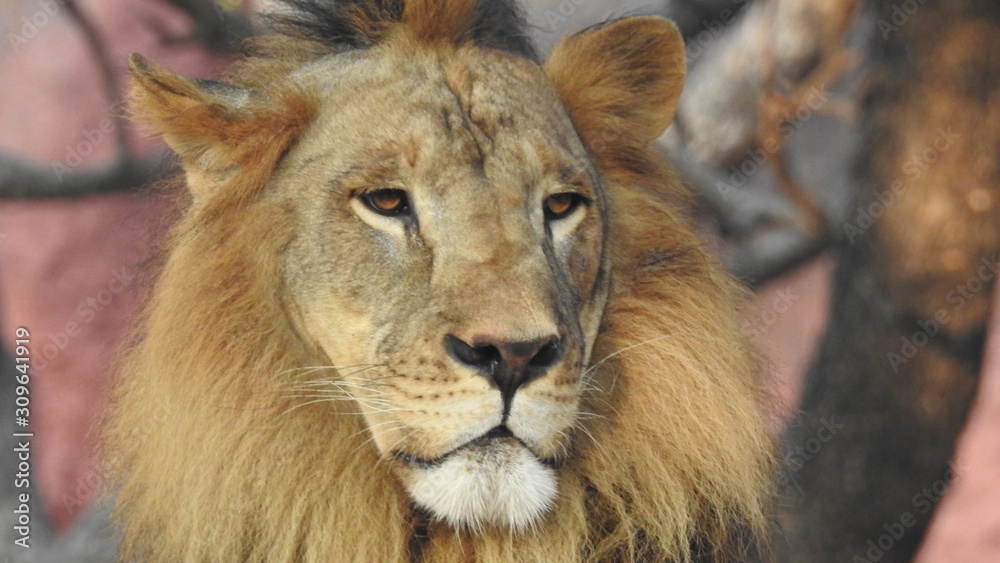 The great King Lion looks patiently as he sits on the grass waiting on ...
