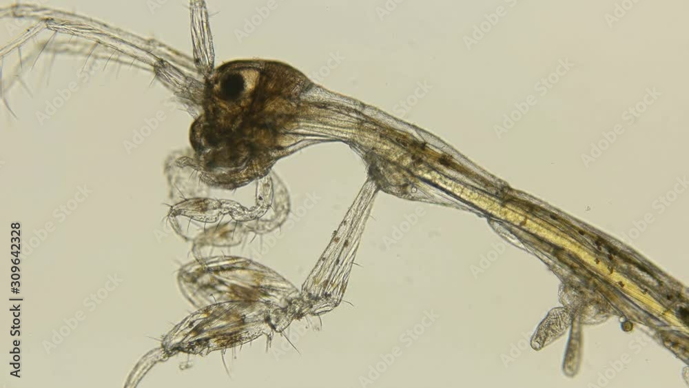 Vidéo Stock zooplankton of under a microscope. Skeleton shrimp or sea ...