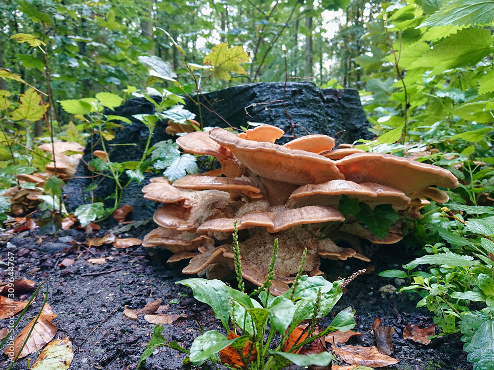 Baumpilze an Baumstumpf Stock Photo | Adobe Stock